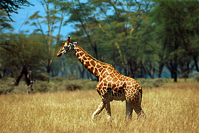 giraffe